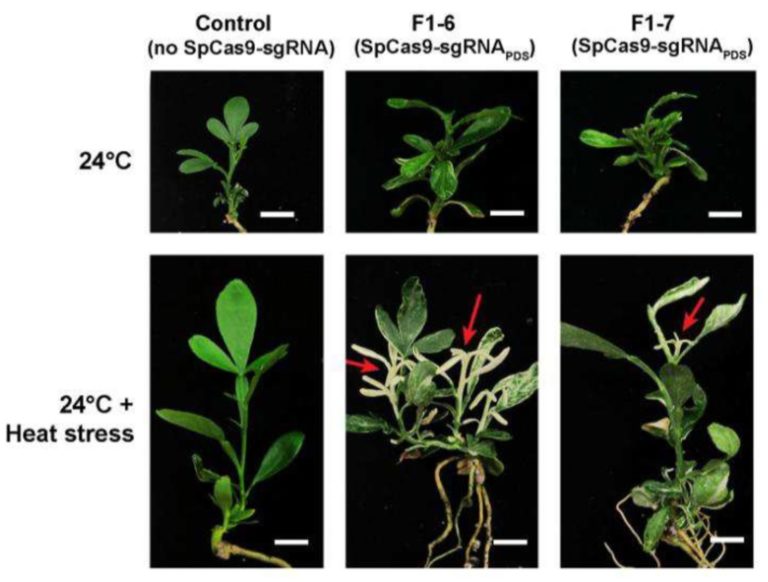 Increased efficiency of targeted mutagenesis by CRISPR/Cas9 in plants ...