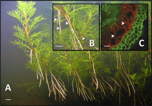 Update: Root plasticity and internal aeration | Plantae Update: Root plasticity and internal aeration | Plantae