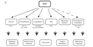Update: ROP GTPases structure-function and signaling pathways | Plantae