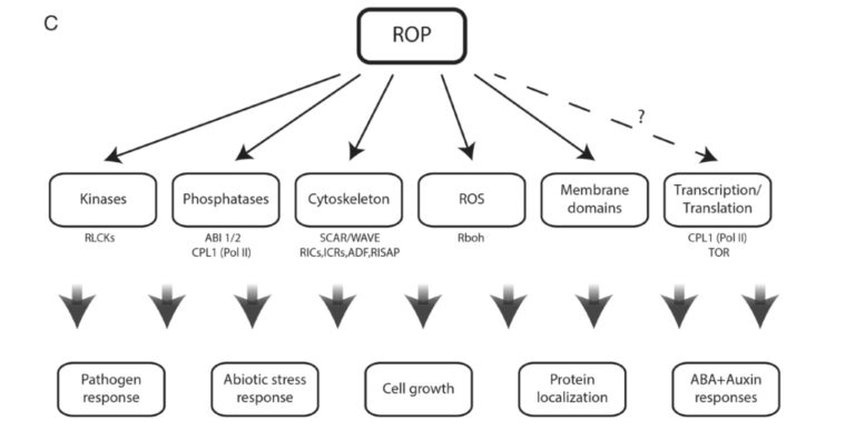Update: ROP GTPases structure-function and signaling pathways | Plantae