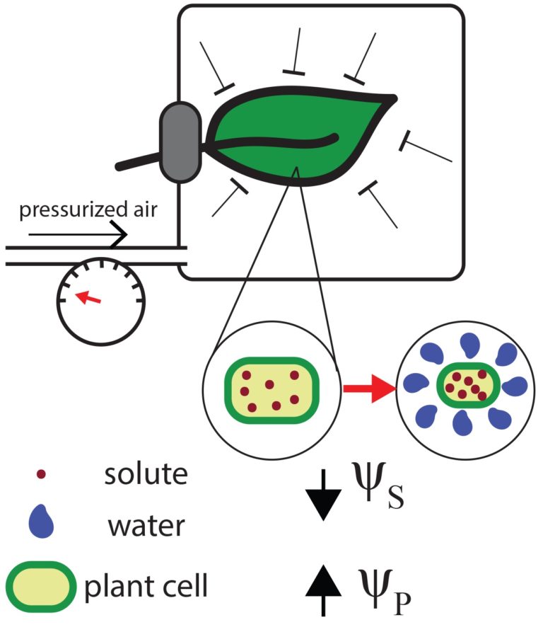 ABA accumulation in dehydrating leaves is associated with decline in ...