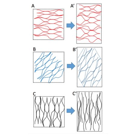 Review: Diffuse growth of plant cell walls | Plantae