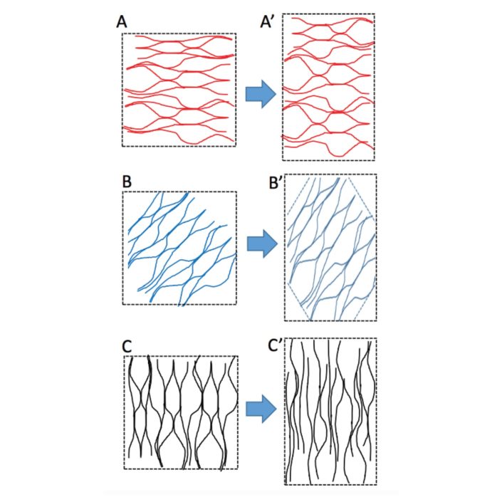 Review: Diffuse growth of plant cell walls | Plantae