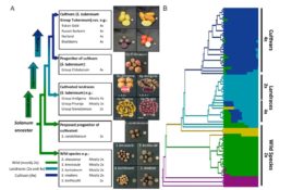 Complex evolutionary history and targets of domestication in the ...