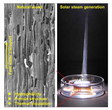 Using natural wood as a cost-effective alternative in solar steam ...