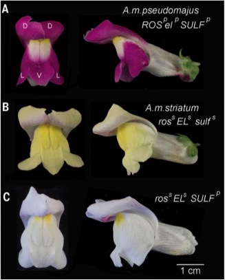 Regulatory small RNAs responsible for natural variation in snapdragon ...