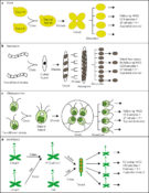 Whole-genome sequencing reveals the extent of GC-biased gene conversion ...