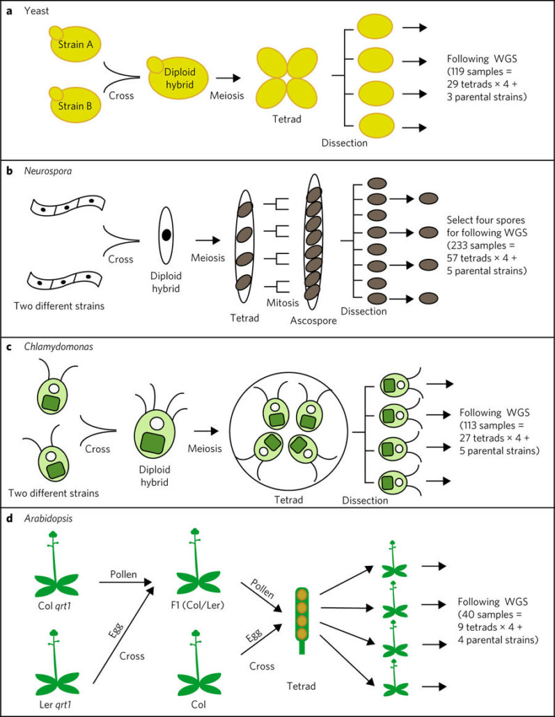Whole-genome sequencing reveals the extent of GC-biased gene conversion ...
