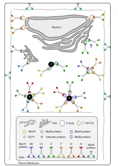 Update on Myosin Motors: Molecular Mechanisms and Physiological ...