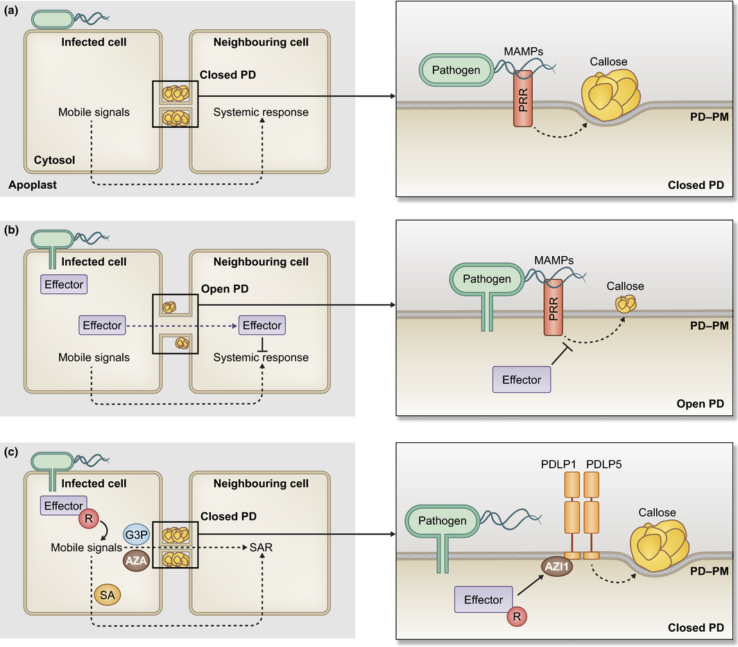 Review: Plasmodesmal regulation during plant- pathogen interactions ...