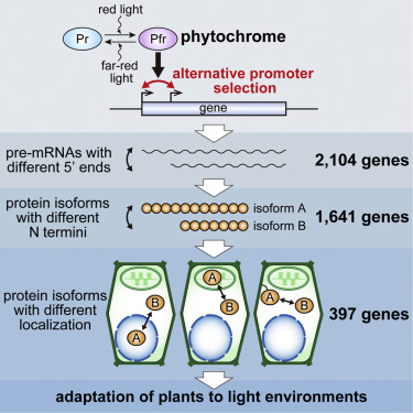 Light controls protein localization through phytochrome-mediated alternative promoter selection ...
