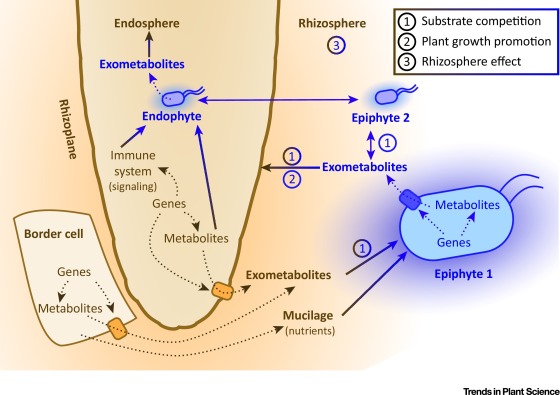 Review. Feed your friends: Do plant exudates shape the root microbiome ...