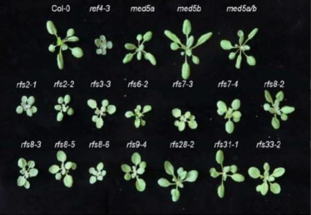 Mediator complex subunits in the regulation of phenylpropanoid ...
