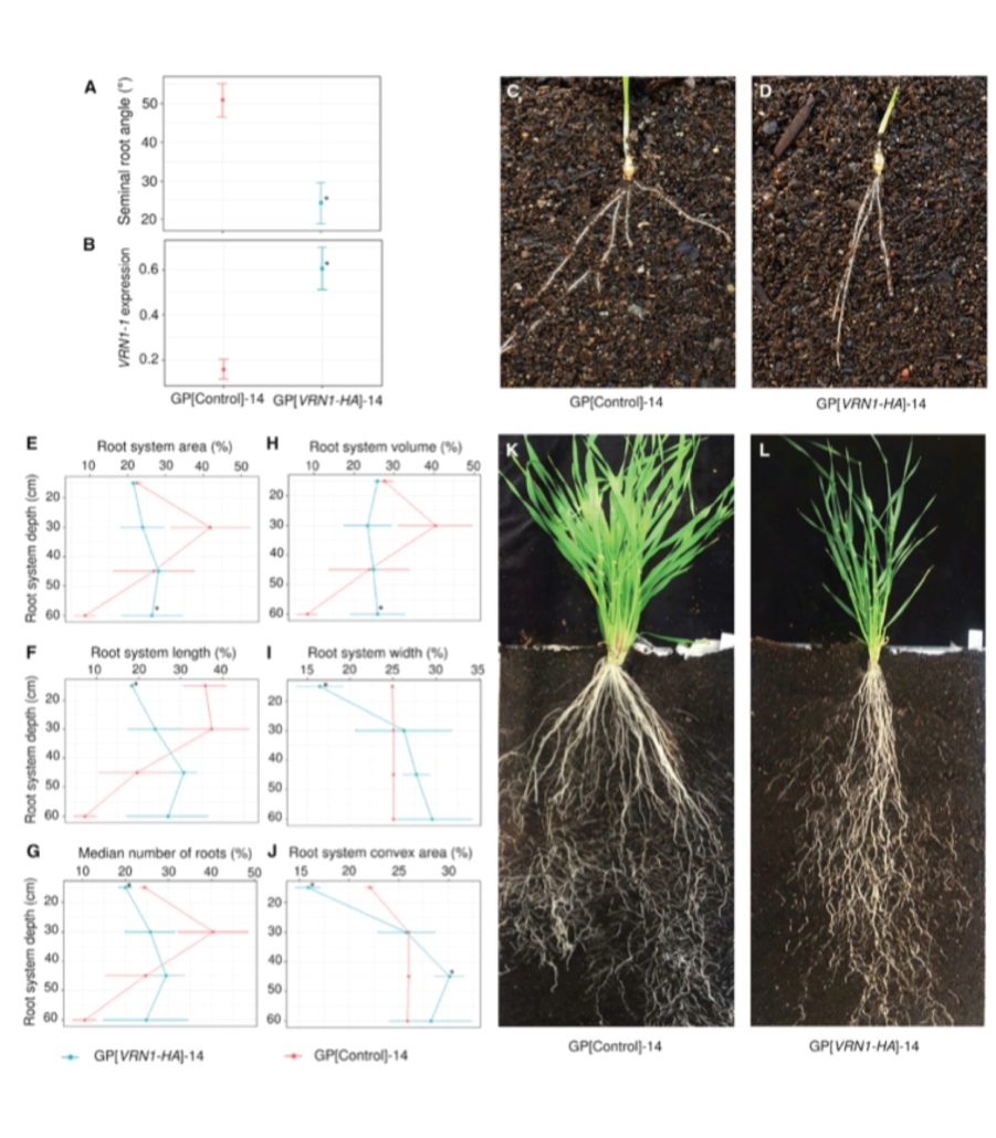 VERNALIZATION1 modulates root system architecture in wheat and barley ...