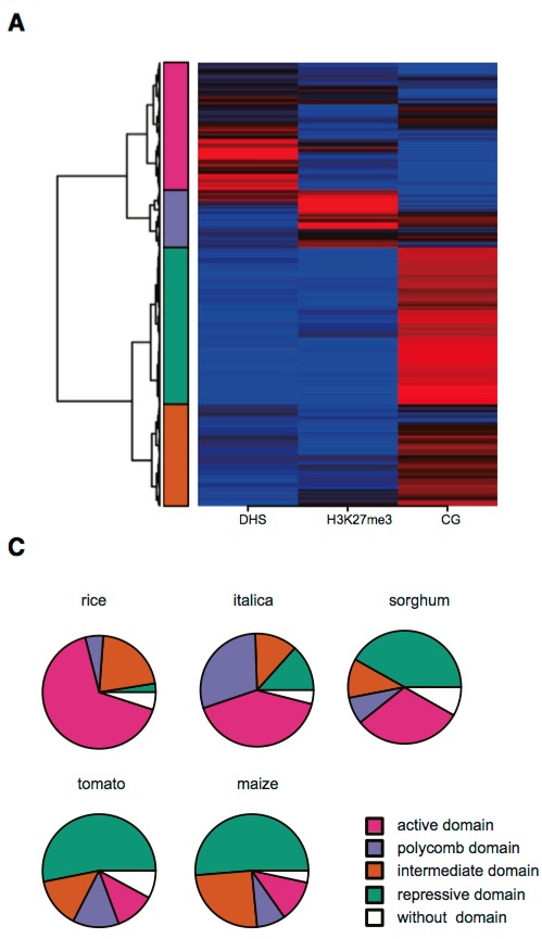 Arabidopsis and crop plants differ in their 3D genome architecture ...