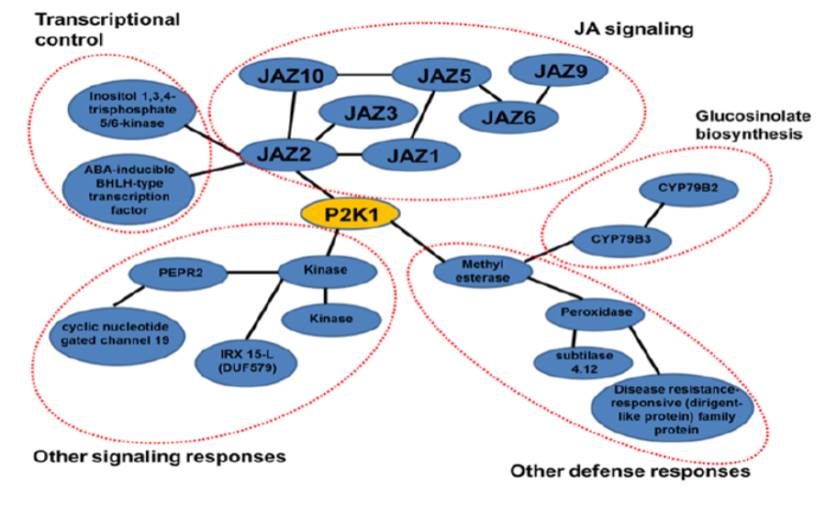 Extracellular ATP Boosts Plant Immunity Via Jasmonate Signaling | Plantae