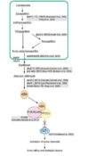 Origin and Role of ABA in Stomatal Regulation | Plantae