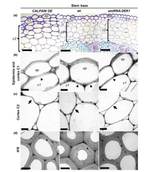 Arabidopsis DEFECTIVE KERNEL1 regulates cell wall composition and axial ...