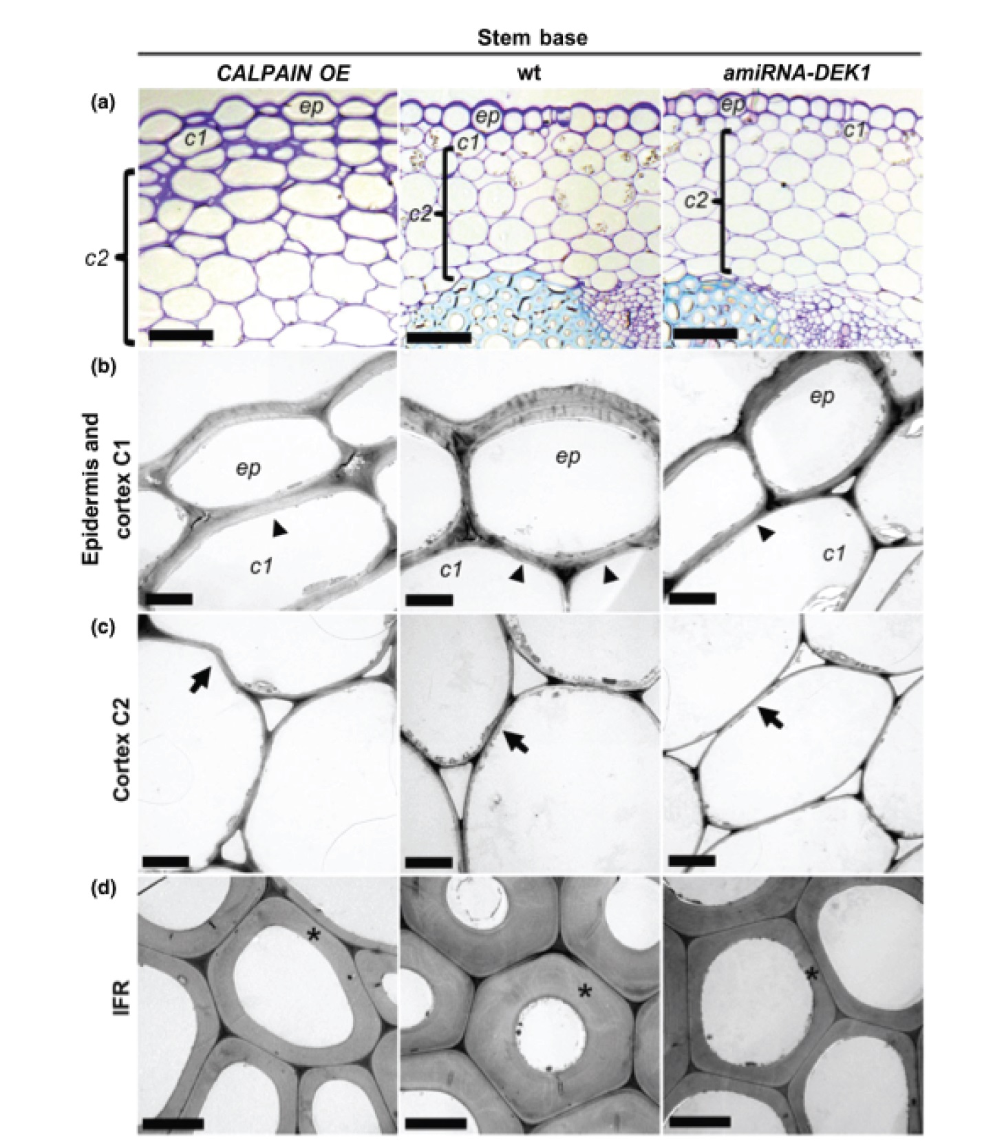 Arabidopsis DEFECTIVE KERNEL1 regulates cell wall composition and axial ...