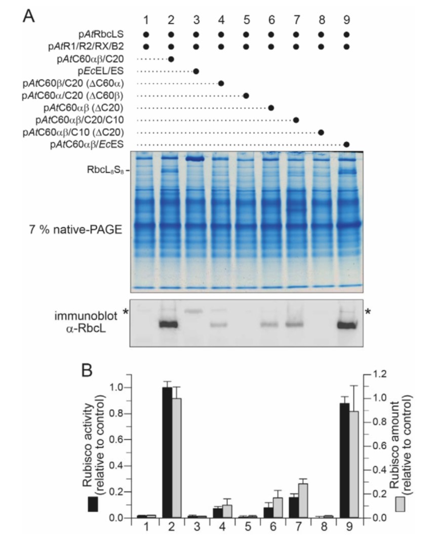 Plant RuBisCo assembly in E. coli with five chloroplast chaperones ...