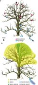 Trees are particularly robust to fixed somatic mutations | Plantae