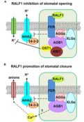 The G protein β subunit, AGB1, interacts with FERONIA in RALF1 ...