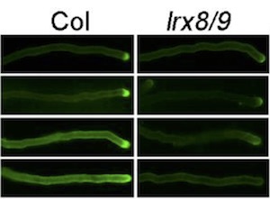 LRX Proteins play a crucial role in pollen grain and pollen tube cell ...