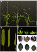Brassinosteroids modulate meristem fate and differentiation of unique ...