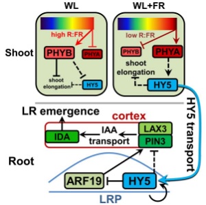 Regulation of lateral root development via the HY5 Transcription Factor ...