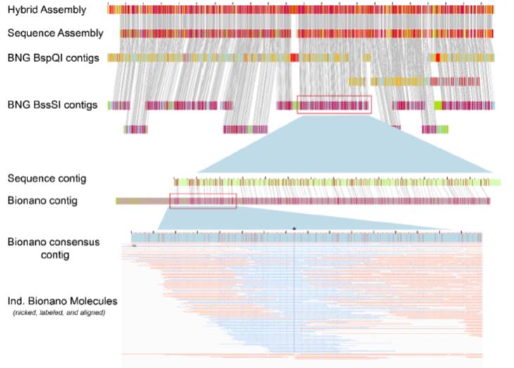 Commentary: Is it ordered correctly? Validating genome assemblies by ...