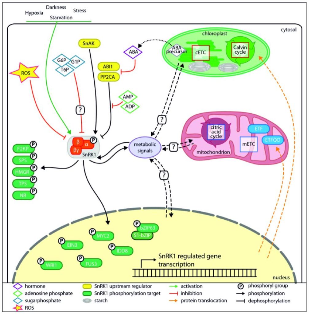 Update: The SnRK1 kinase as central mediator of energy signalling ...