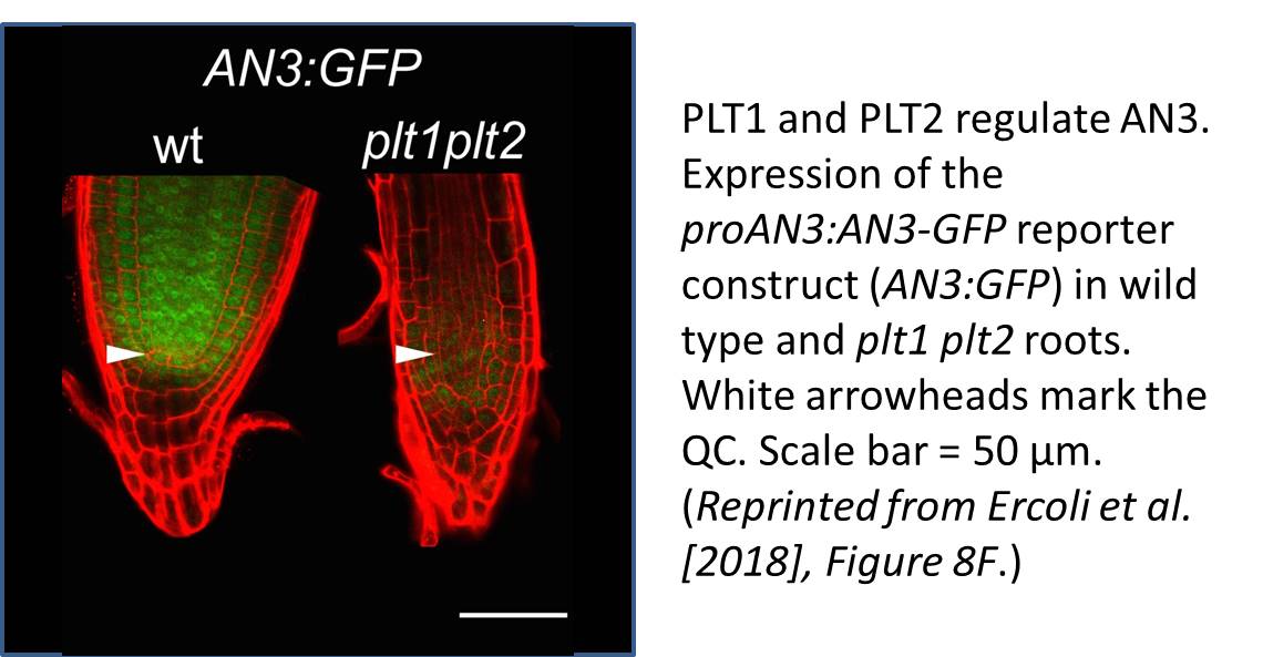 Design Stars: How GRF-INTERACTING FACTORs Help Determine the Layout of ...
