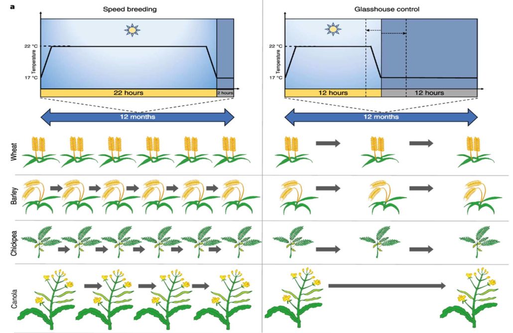 Speed breeding is a powerful tool to accelerate crop research and ...