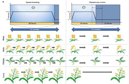Speed breeding is a powerful tool to accelerate crop research and ...