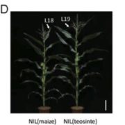 Maize adaptation to higher latitudes has been facilitated by transposon ...