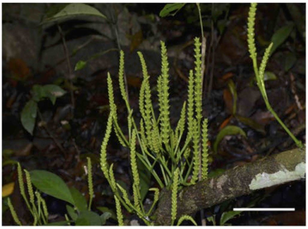 A genome for gnetophytes and early evolution of seed plants (Nature ...