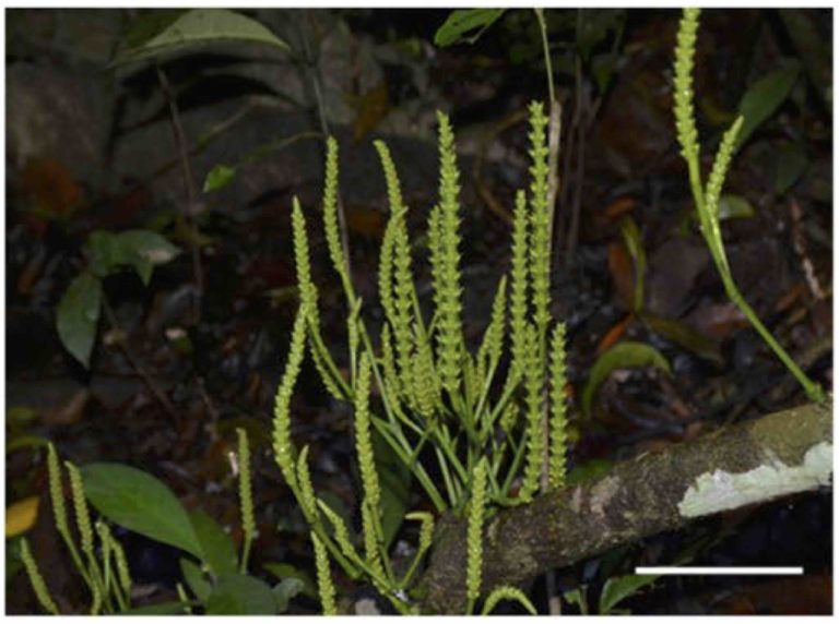 A genome for gnetophytes and early evolution of seed plants (Nature ...