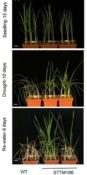 Knock-down of rice microRNA166 confers drought resistance through ...