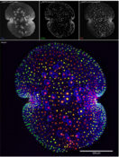Loop Assembly: a simple and open system for recursive fabrication of ...