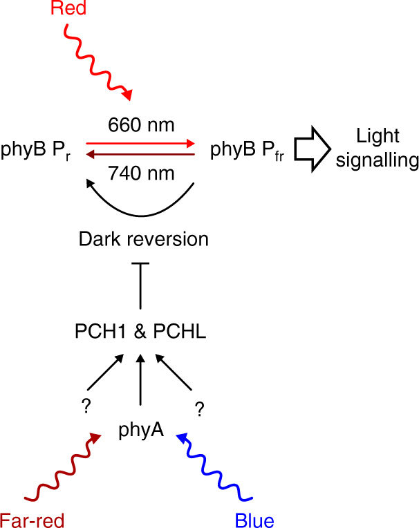 Supression of phyB dark reversion by PCH1 and PCHL (Nature Comms ...