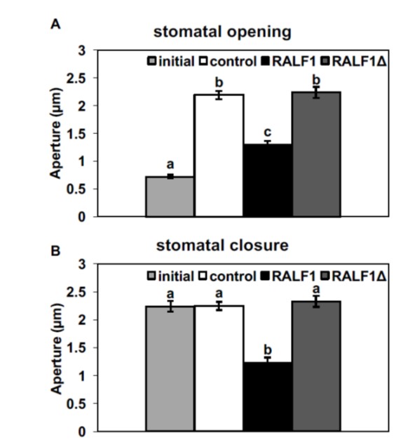 FERONIA-RALF and G Proteins in Guard Cell Response | Plantae