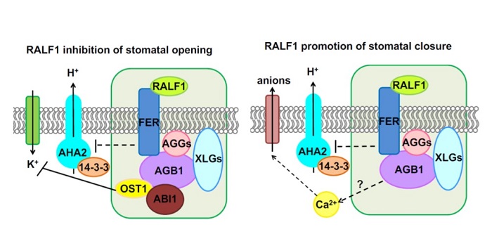 FERONIA-RALF and G Proteins in Guard Cell Response | Plantae