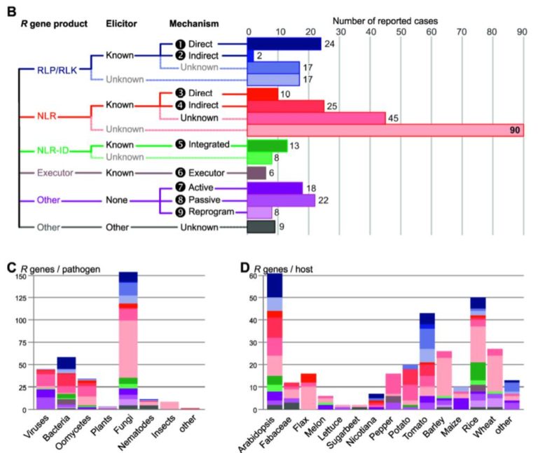 Review: 25 years of resistance (R) gene cloning identifies nine ...