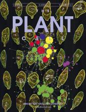 Plantae | The Plant Cell | Plantae
