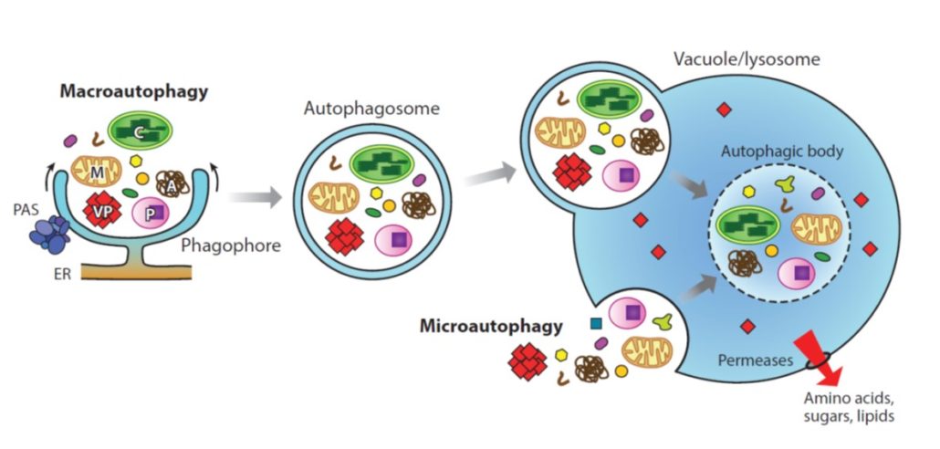 Review. Autophagy: The master of bulk and selective recycling (Annu Rev ...