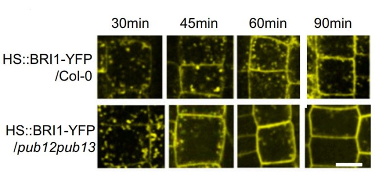 Regulation of Arabidopsis Brassinosteroid receptor BRI1 endocytosis and ...