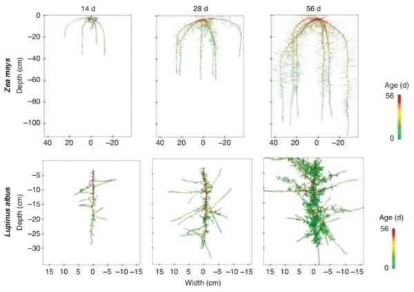 Crootbox A Structural Functional Modeling Framework For Root Systems Ann Bot Plantae
