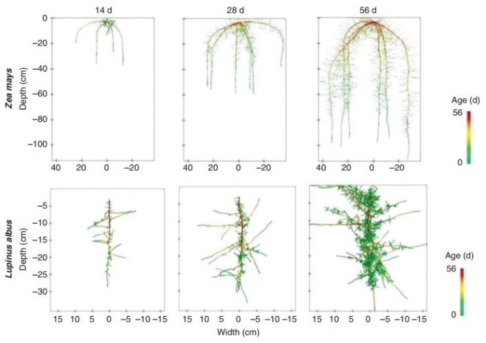 Crootbox A Structural Functional Modeling Framework For Root Systems