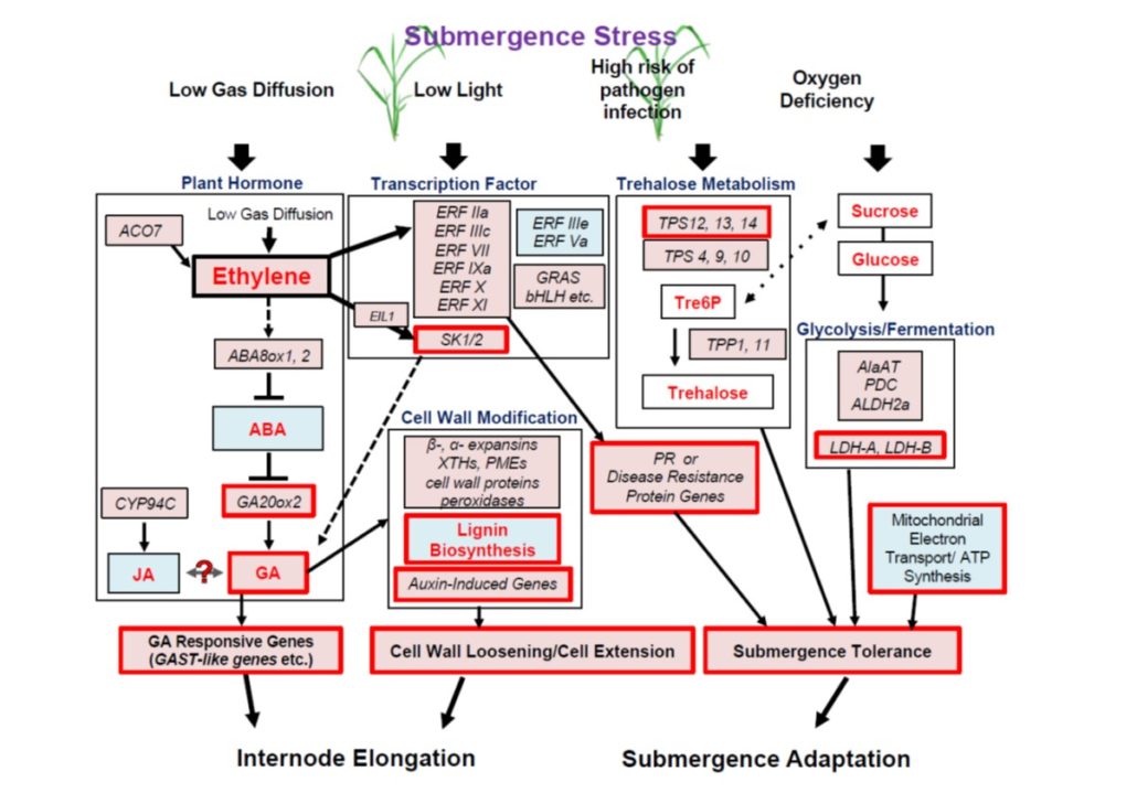 Transcriptomics of deepwater rice (Plant Physiol) | Plantae