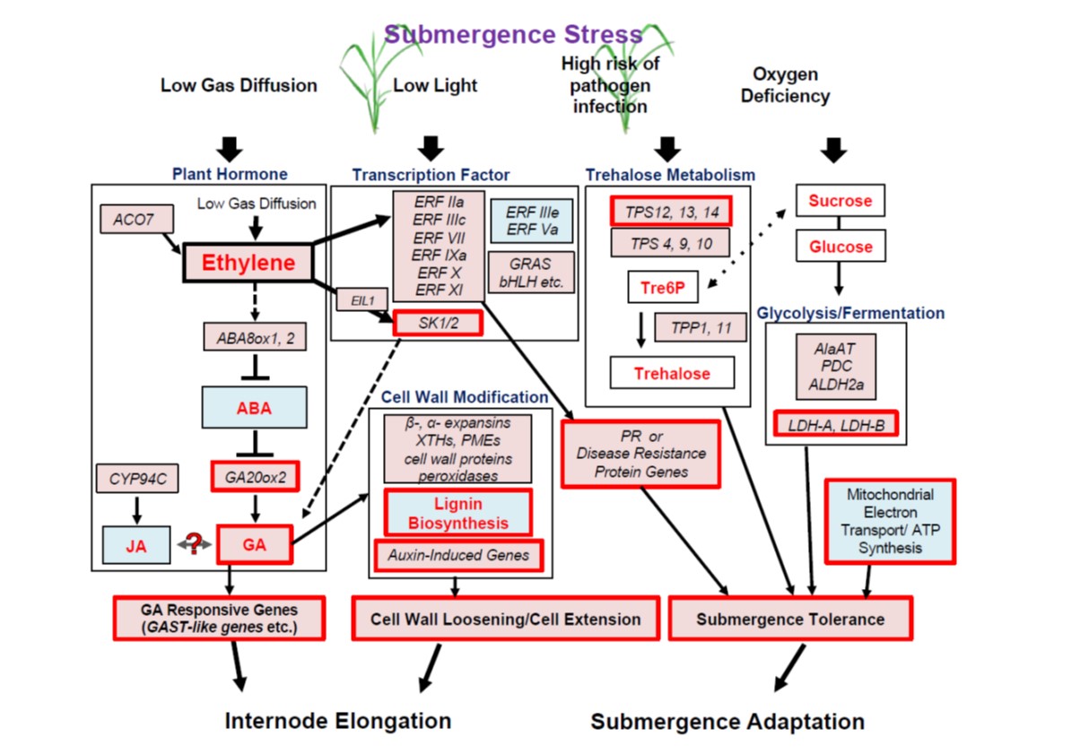 Transcriptomics of deepwater rice (Plant Physiol) | Plantae
